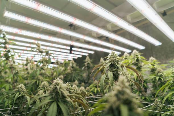 CBD : De la Tradition à l'Innovation dans la Culture des Fleurs de CBD